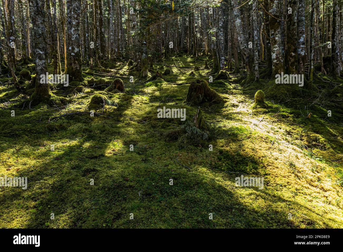 Native forest of Fir(pine) with thick moss, trail of Yatsugatake ...