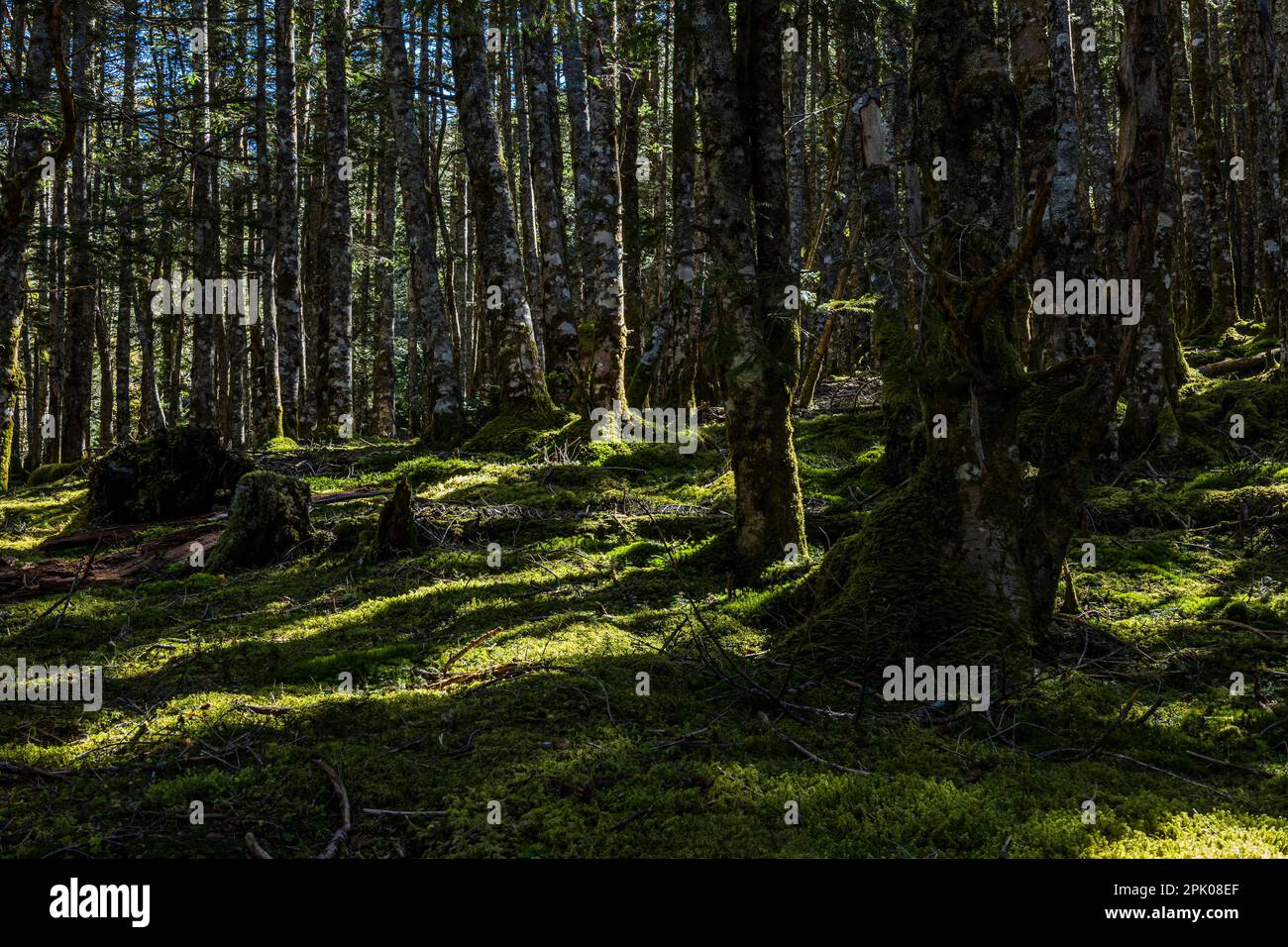 Native forest of Fir(pine) with thick moss, trail of Yatsugatake ...