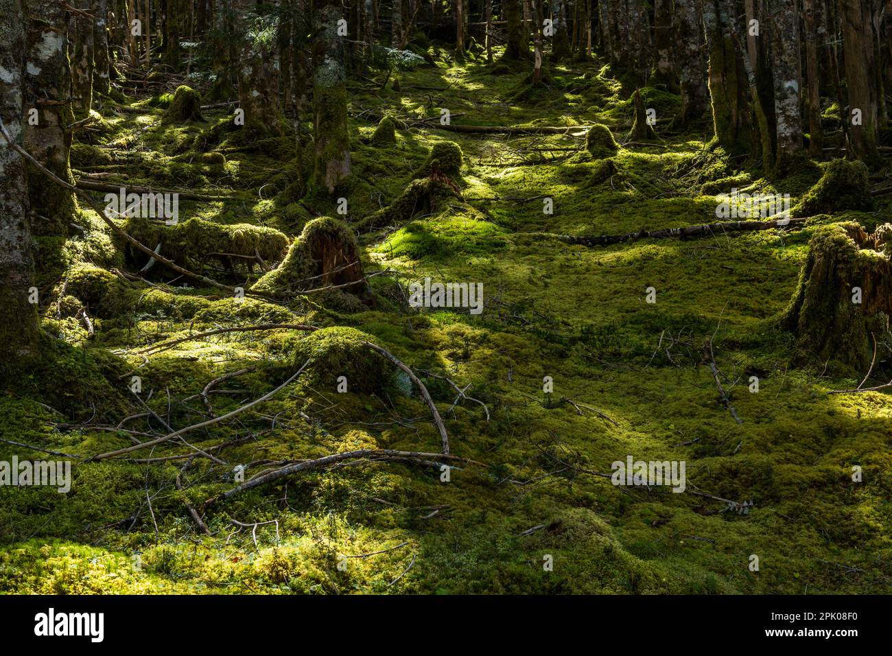 Native forest of Fir(pine) with thick moss, trail of Yatsugatake ...