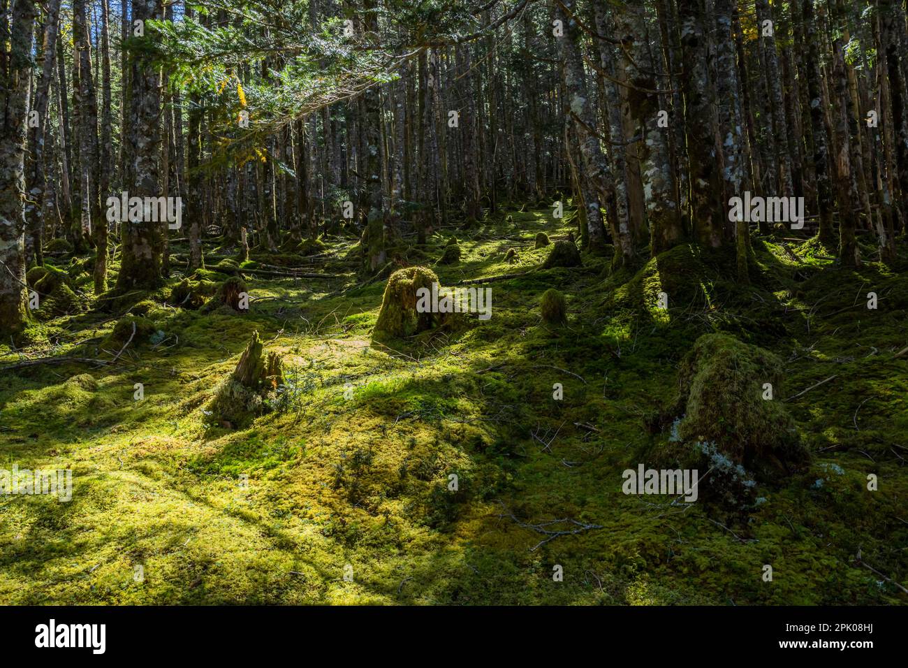 Native forest of Fir(pine) with thick moss, trail of Yatsugatake ...