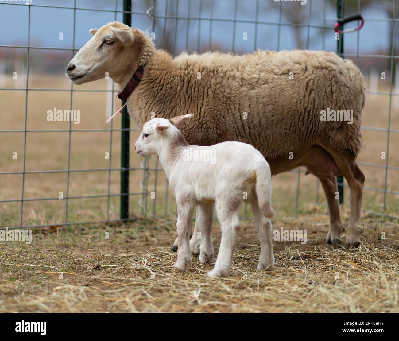 Female brown with yellow spots hi-res stock photography and images - Alamy