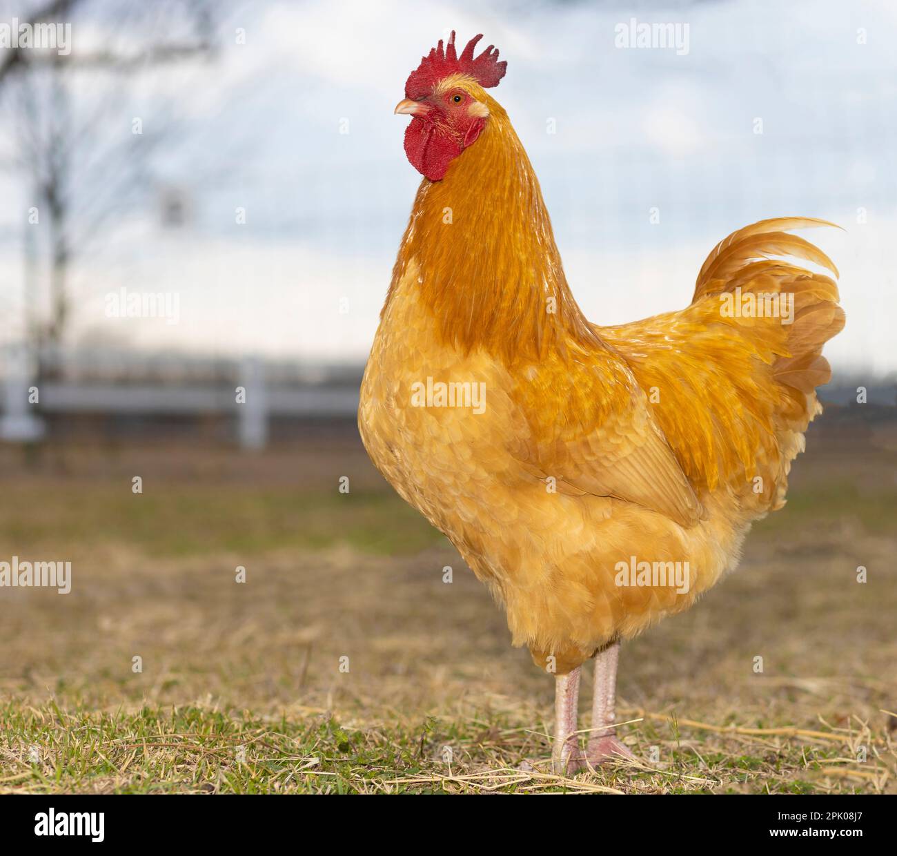 Buff Orpington chicken rooster on a field that looks like it is ready ...