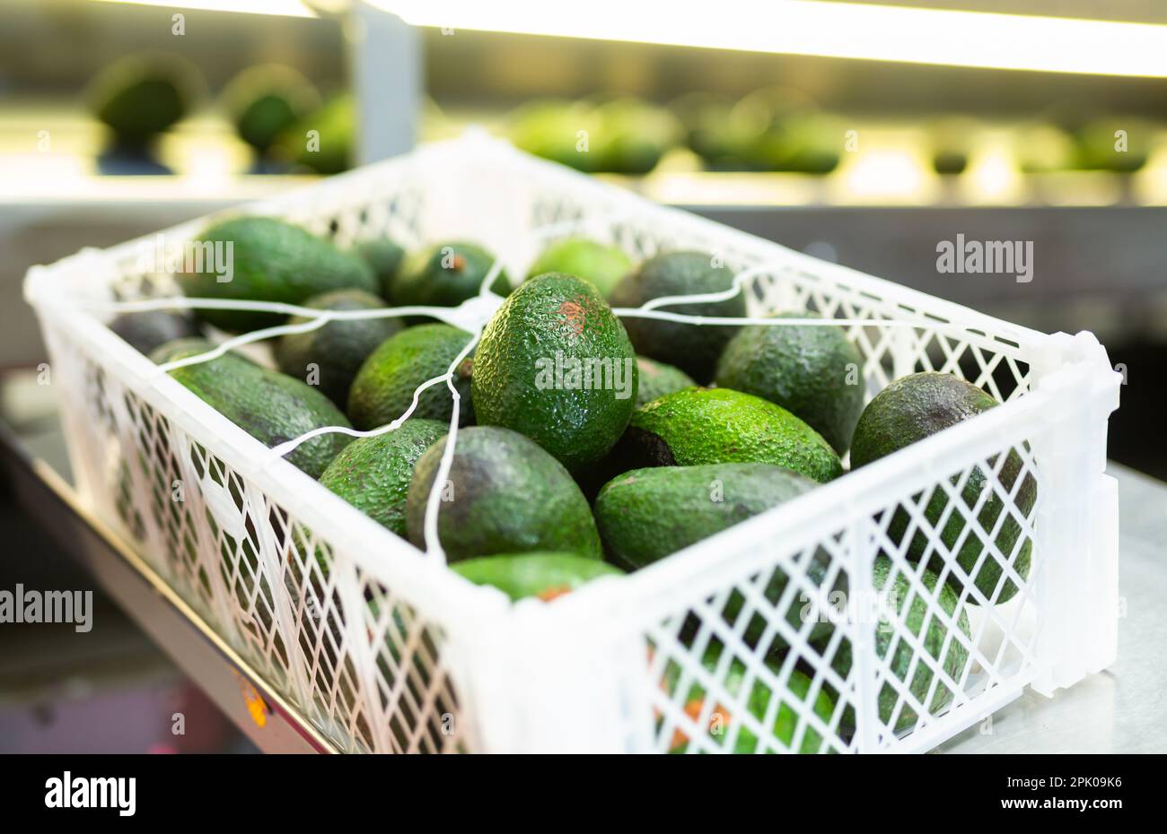 Plastic box with selected ripe Hass avocados near sorting conveyor ...