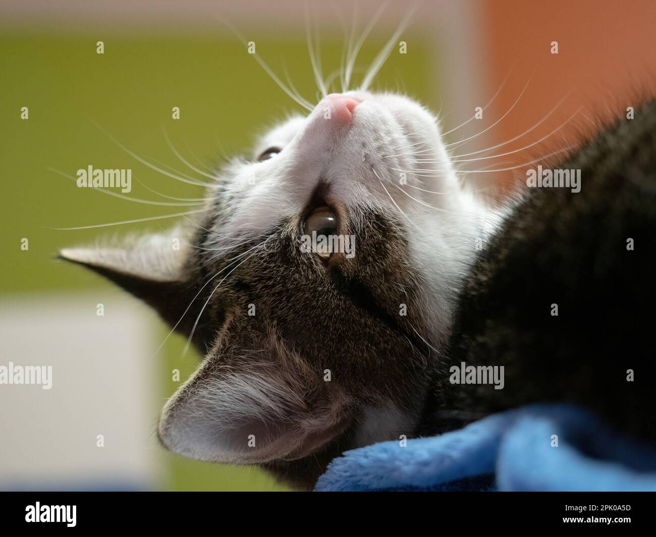 cute cat kitten animal closeup jena rescued fauna feline domestic pet ...