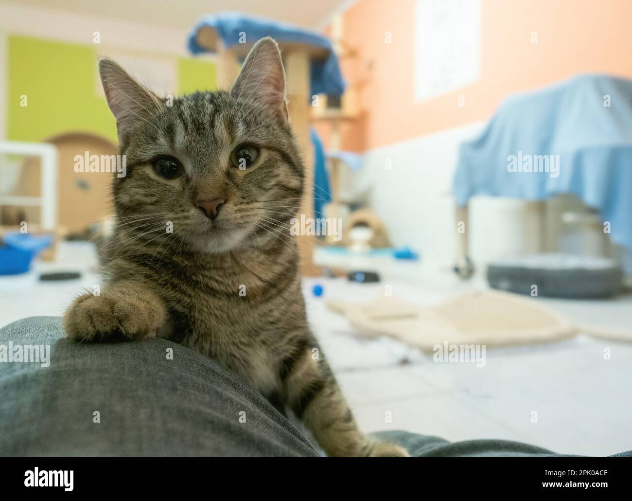 cute cat kitten animal closeup jena rescued fauna feline domestic pet ...