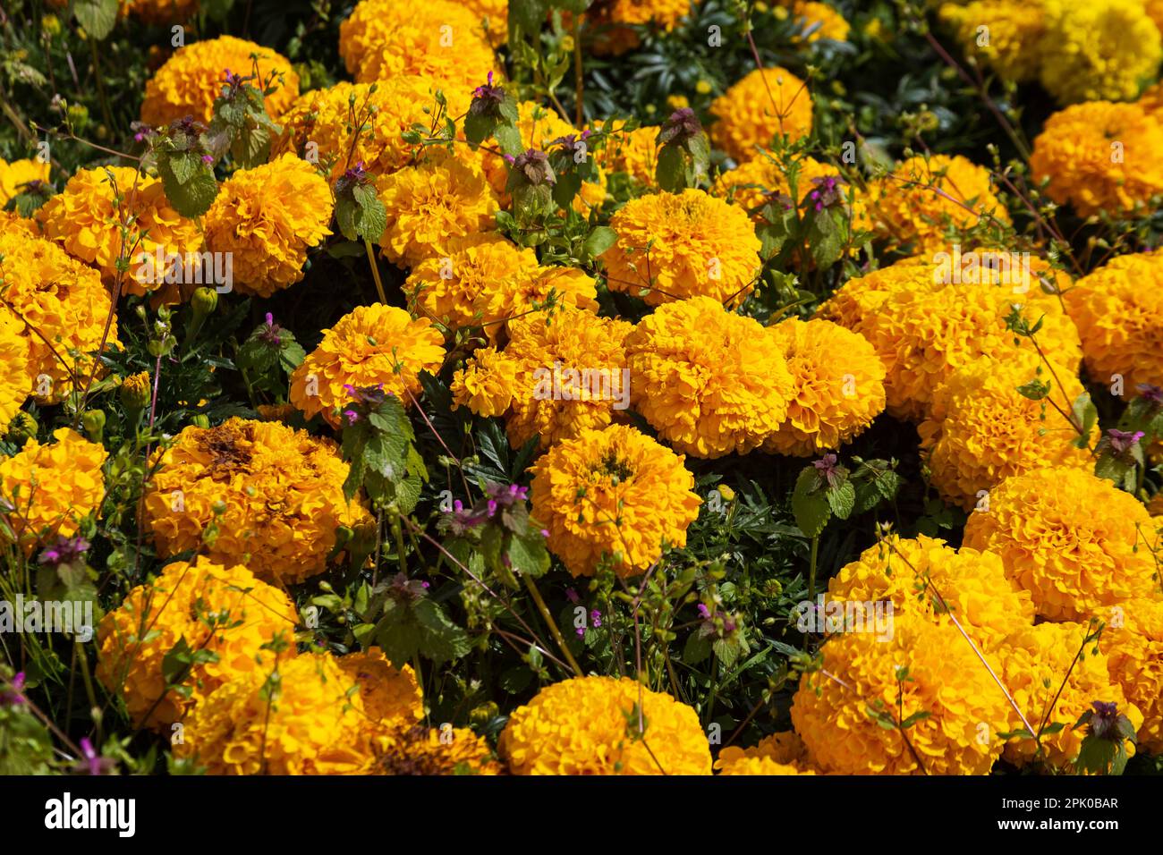 Spring marigolds hi-res stock photography and images - Alamy