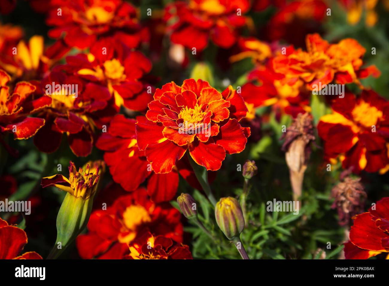 Spring marigolds hi-res stock photography and images - Alamy