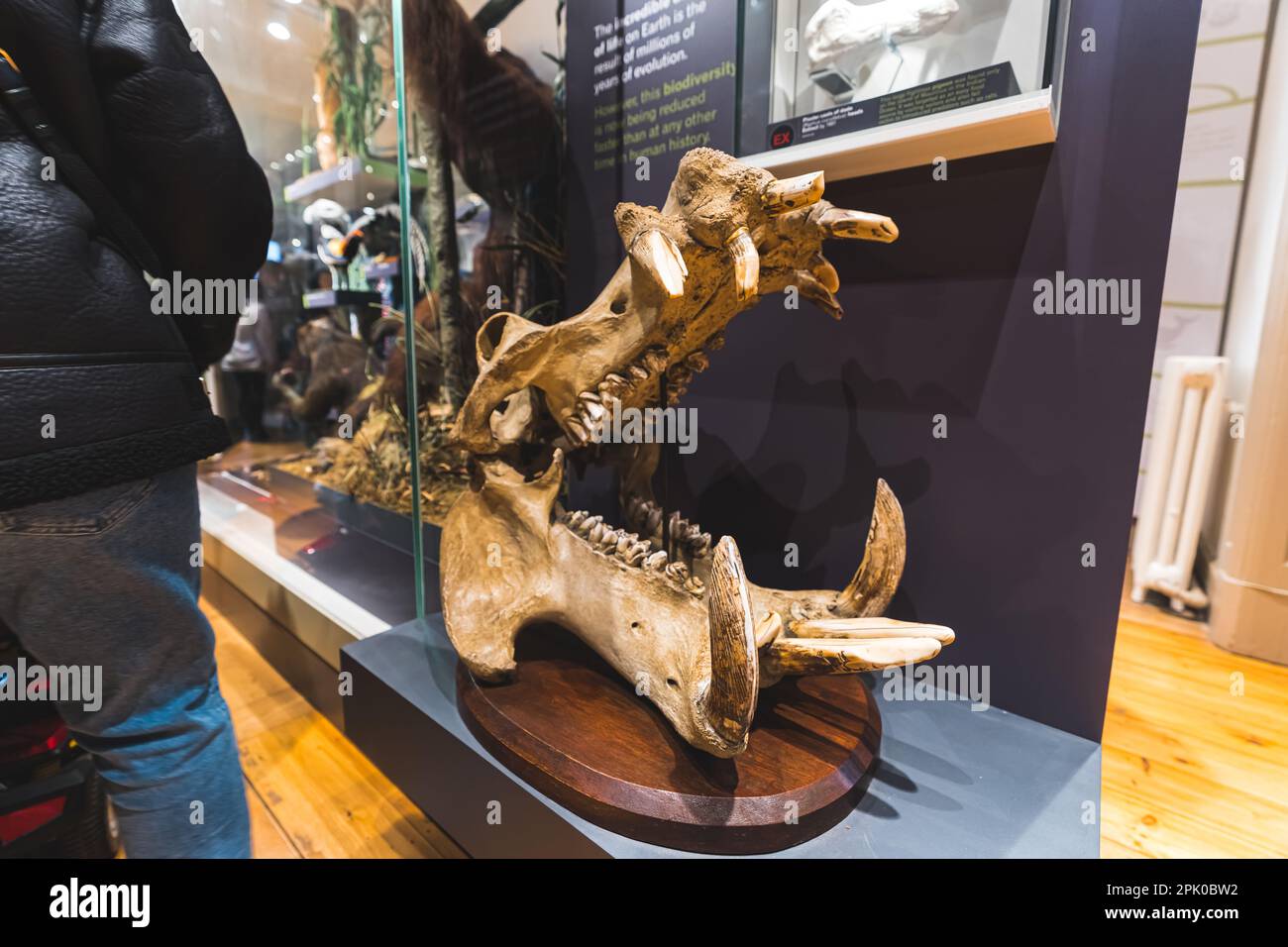 closeup shot of a hippopotamus's skull displayed in Wollaton Hall ...