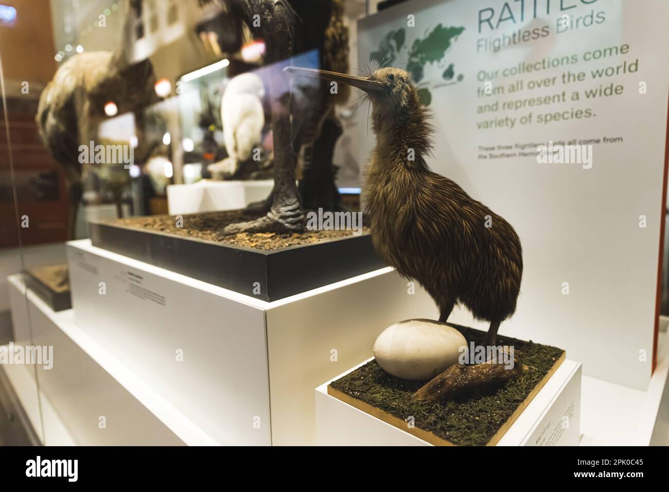 stuffed figures of a kiwi and its egg exhibited in Nottingham Natural ...