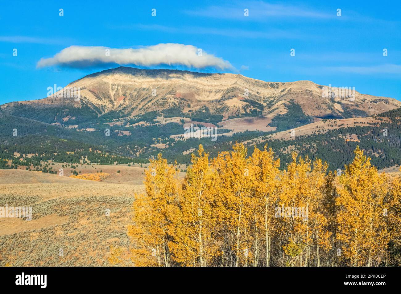 aspen in fall color below hogback mountain in the snowcrest range near ...