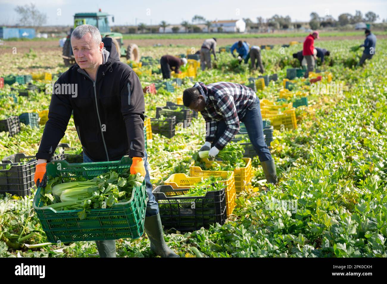 Farm worker carrying crates with harvested celery Stock Photo - Alamy