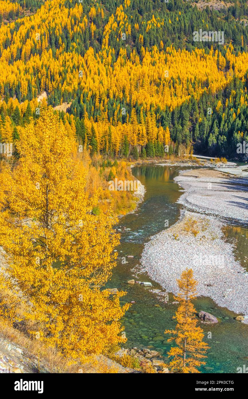 fall colors along the middle fork flathead river on the border of ...