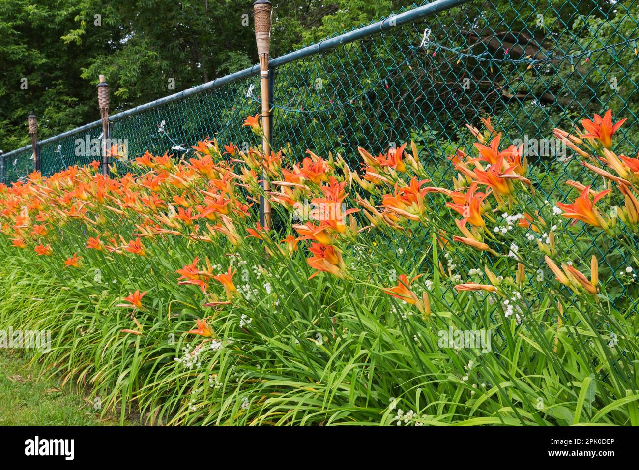 Orange Hemerocallis - Daylily flowers in border in residential backyard ...