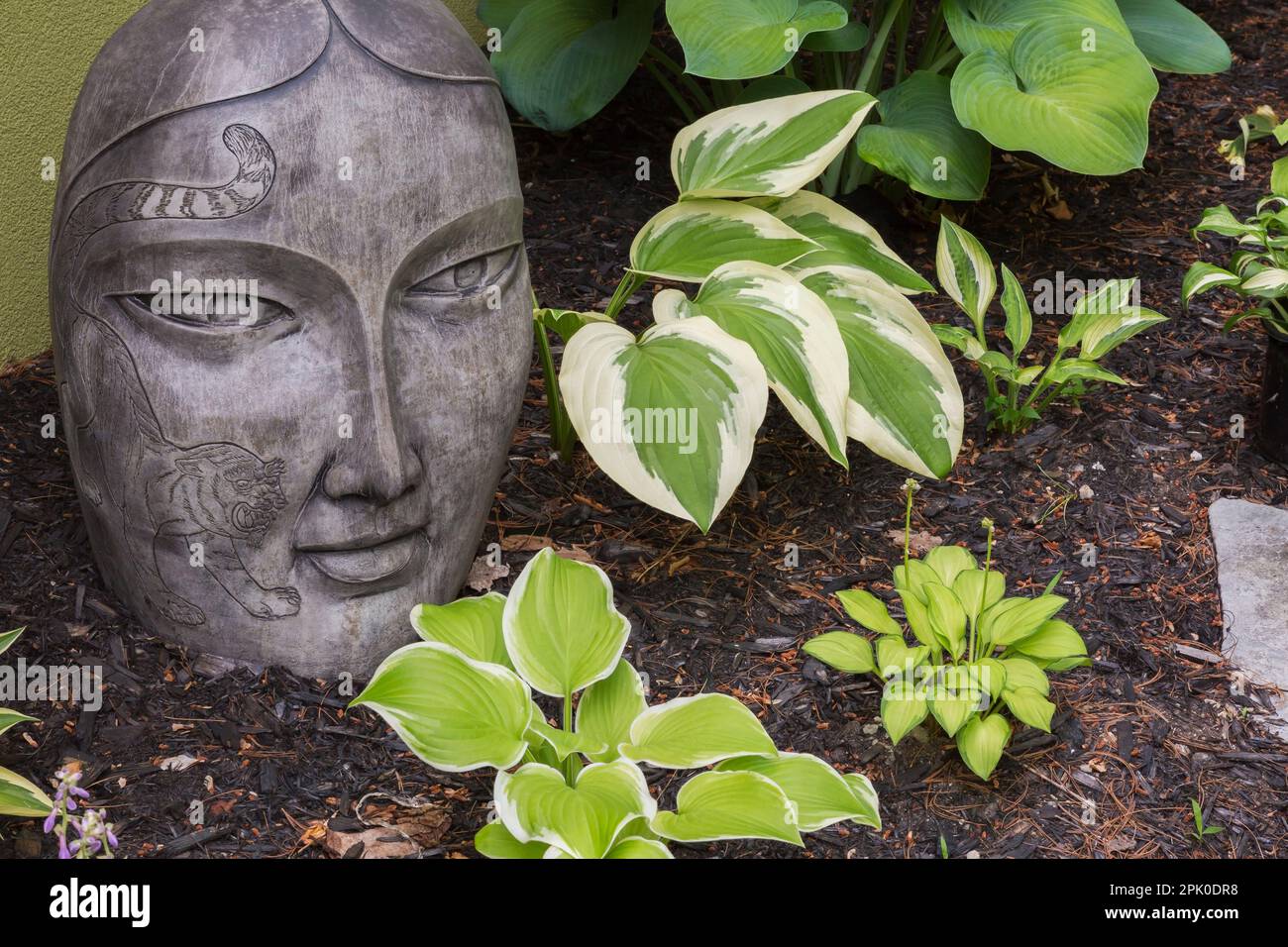 Hostas x hybrida 'Fragrant Bouquet', 'Emerald Tiara','Osiris Pacha ...