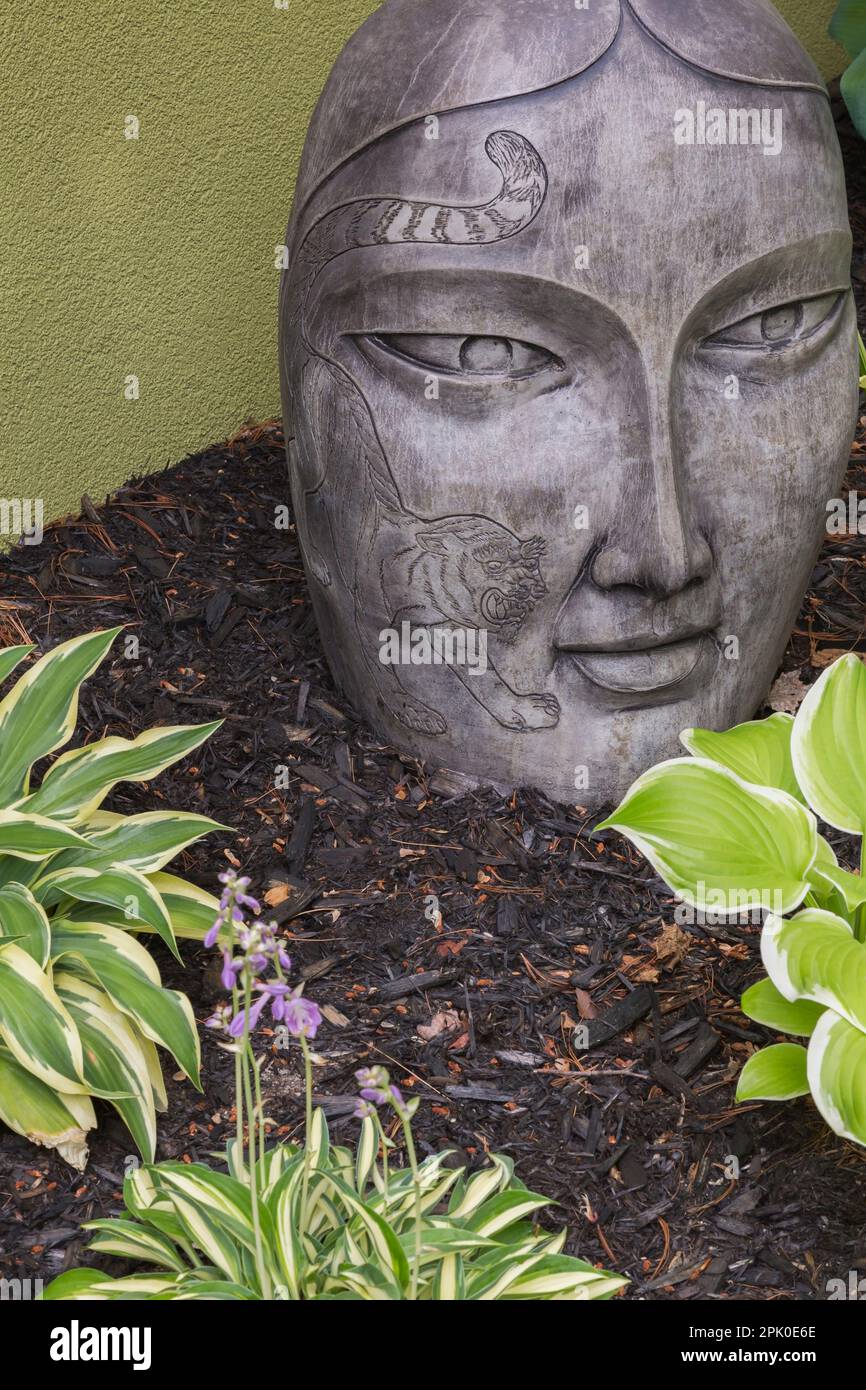 Mixed Hostas including Hosta x hybrida 'Fragrant Bouquet' in mulch ...