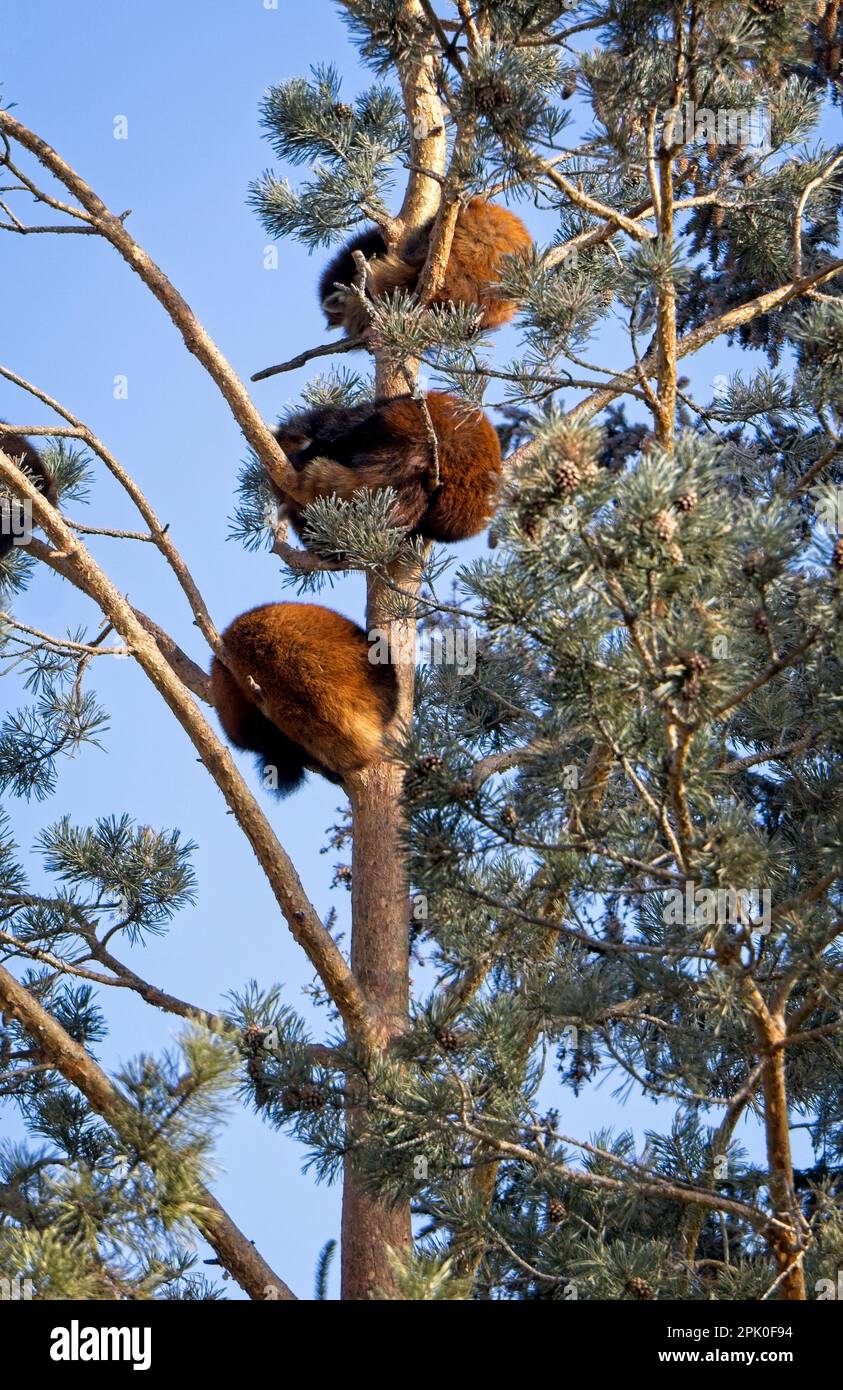 Red Pandas Calgary Zoo Alberta Stock Photo - Alamy
