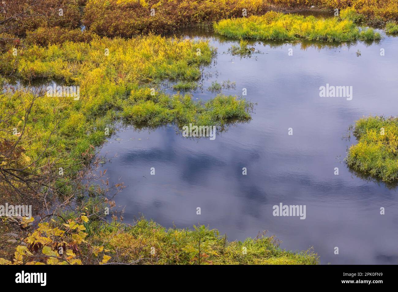 Semi-aquatic vegetation growing in Mille-Iles river in autumn ...