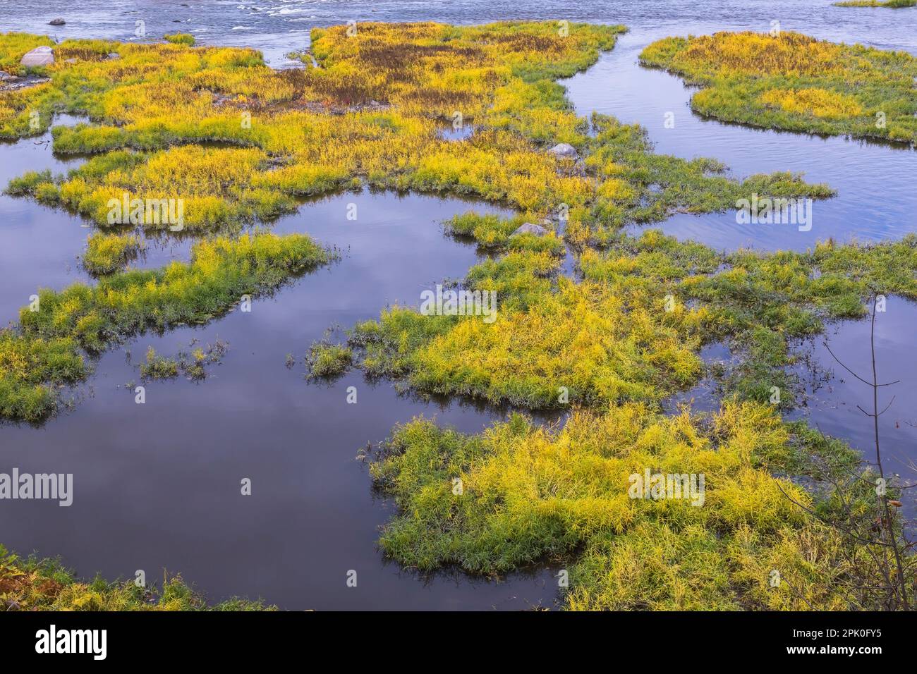 Semi-aquatic vegetation growing in Mille-Iles river in autumn ...