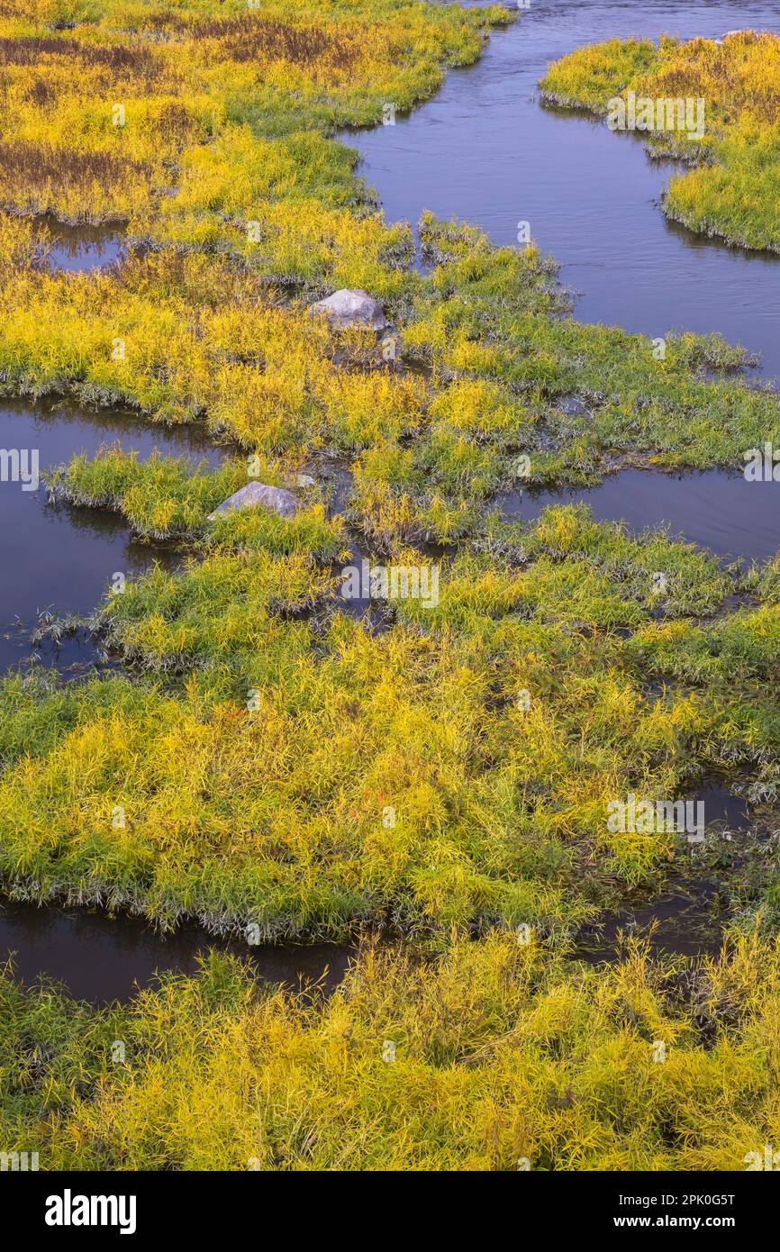 Semi-aquatic vegetation growing in Mille-Iles river in autumn ...
