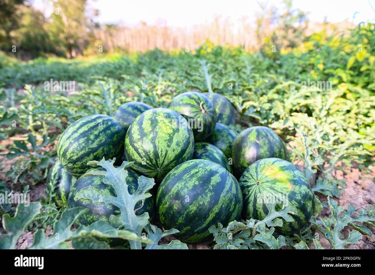 fresh watermelon fruit on ground agriculture garden watermelon farm with leaf tree plant ...
