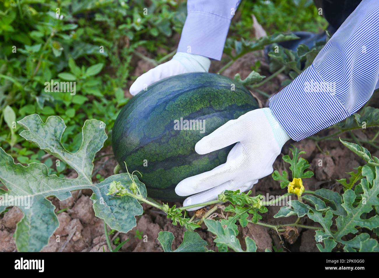watermelon in watermelon field - fresh watermelon fruit on hand ...