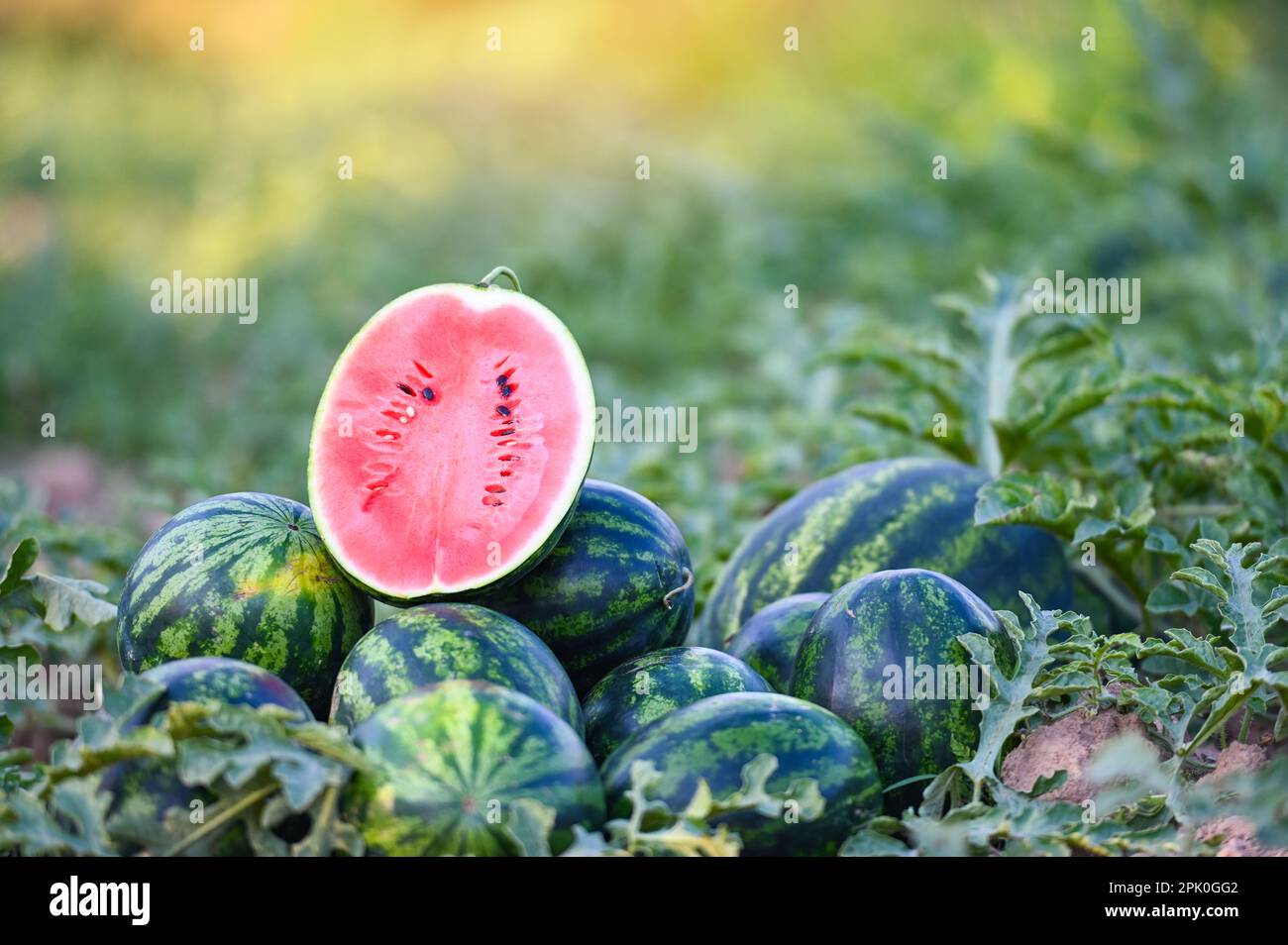 Watermelon Fruit Tree