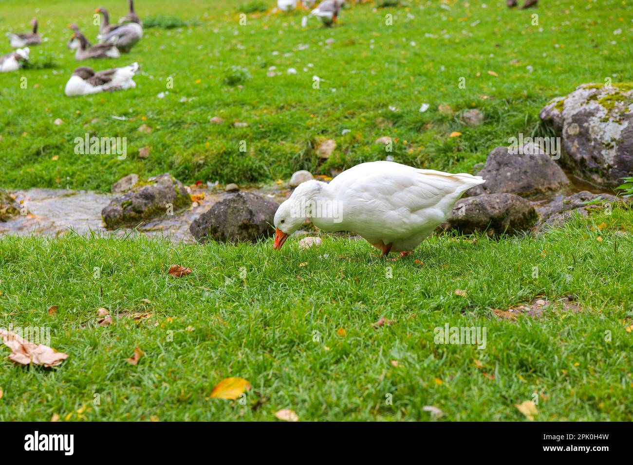 Gray and white geese and ducks on the lawn.Domestic poultry.geese and ...