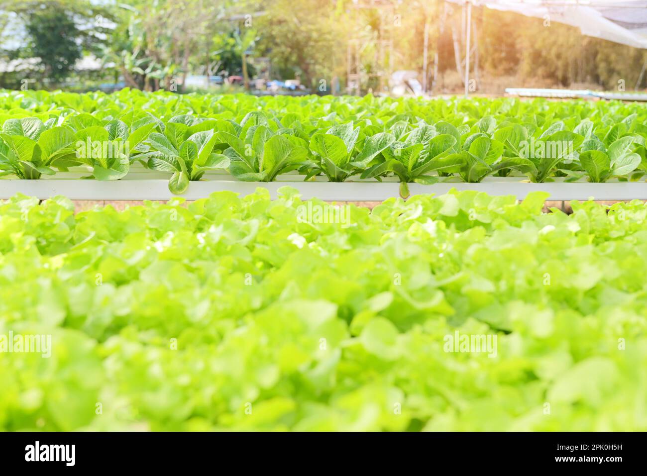 hydroponic vegetables from hydroponic farms fresh green oak lettuce growing in the garden ...