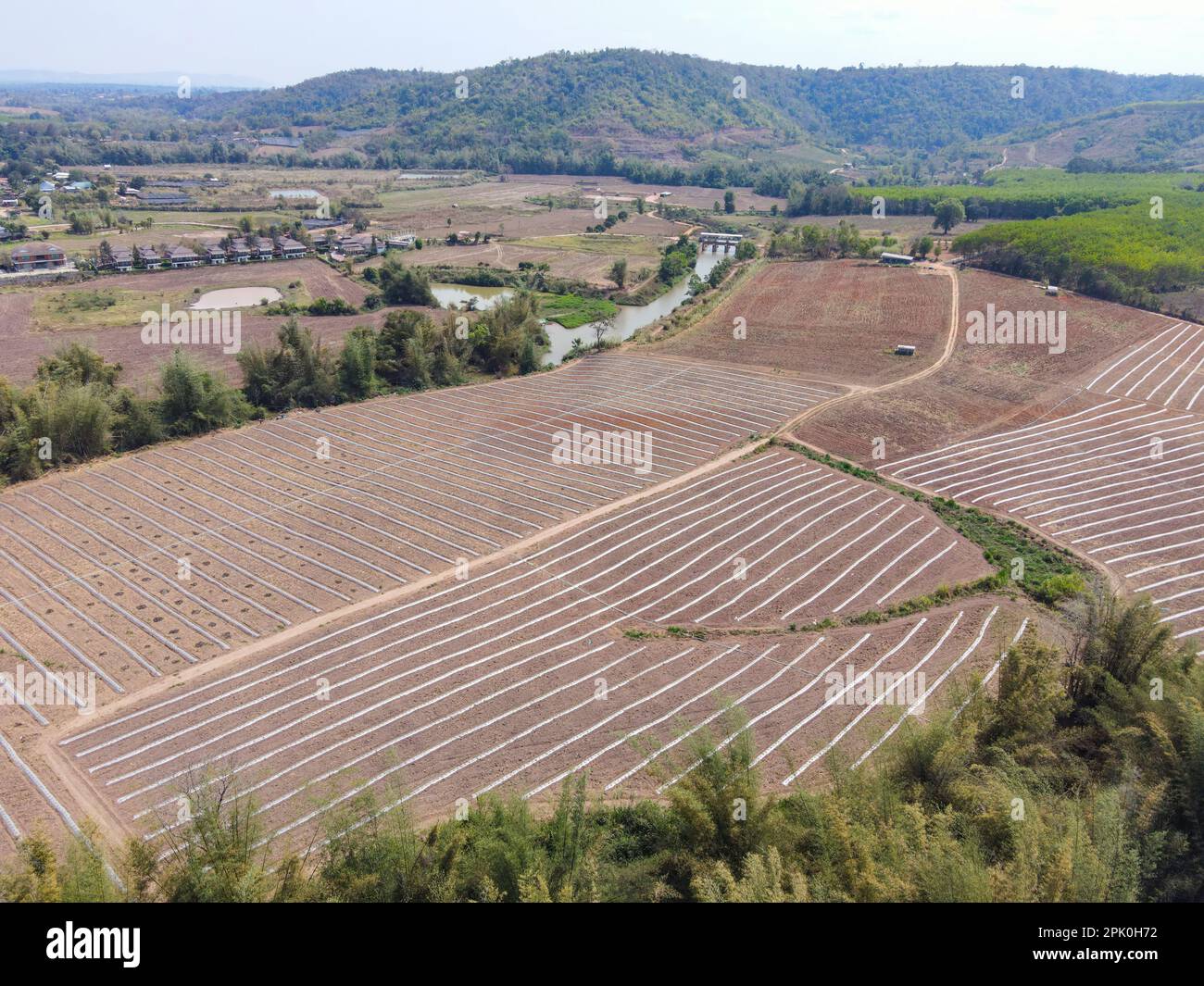 high angle view of agriculture , aerial view rows of crop fields top ...