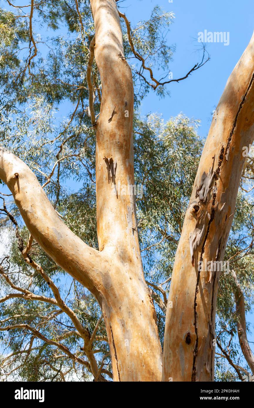 Smooth trunk and branches of eucalyptus tree in Australian bush in ...