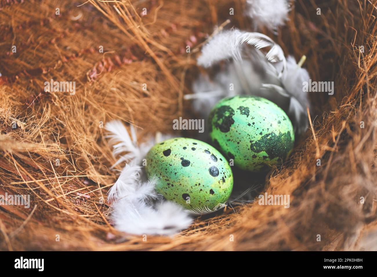 bird nest on tree branch with three eggs inside, bird eggs on birds ...