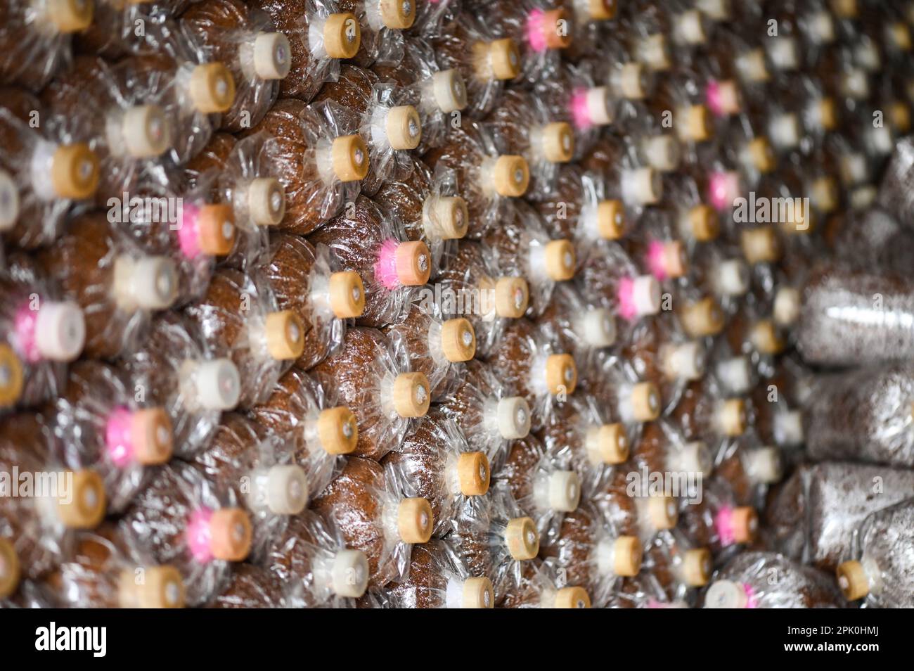 mushroom farm with fresh mushroom growing on mushroom spawn - Lentinus ...