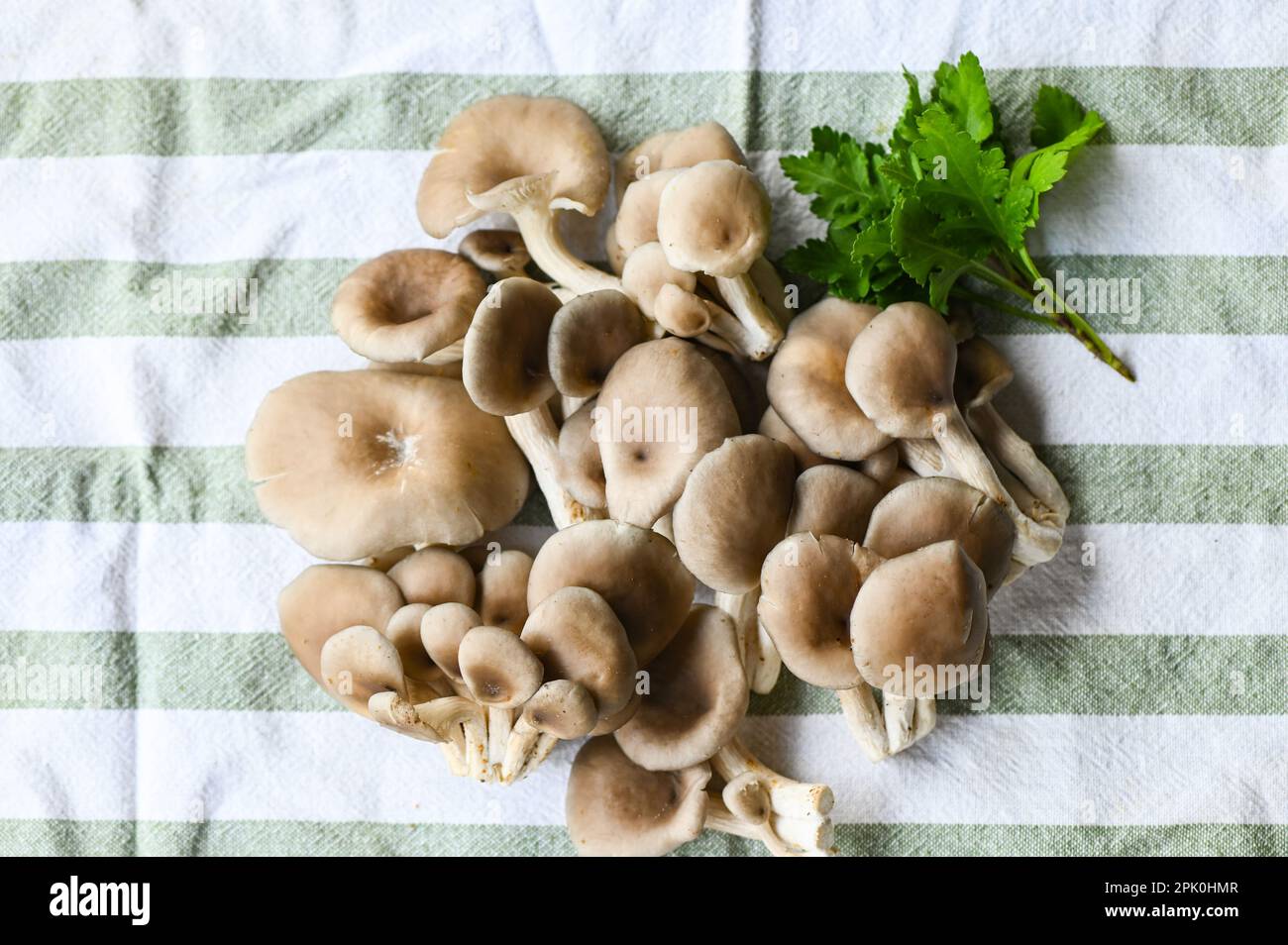 Fresh grey oyster mushroom on table background, fresh raw oyster ...