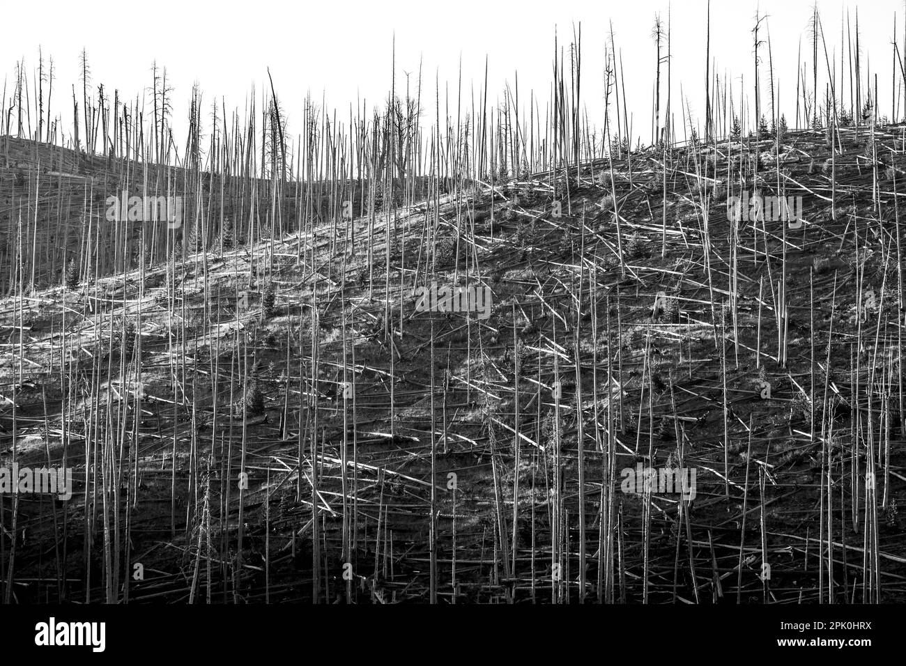 Forest fire aftermath Black and White Stock Photos & Images - Alamy