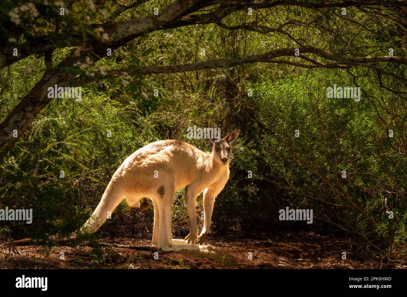 Red kangaroo in bush caught in sunlight stands looking towards camera ...