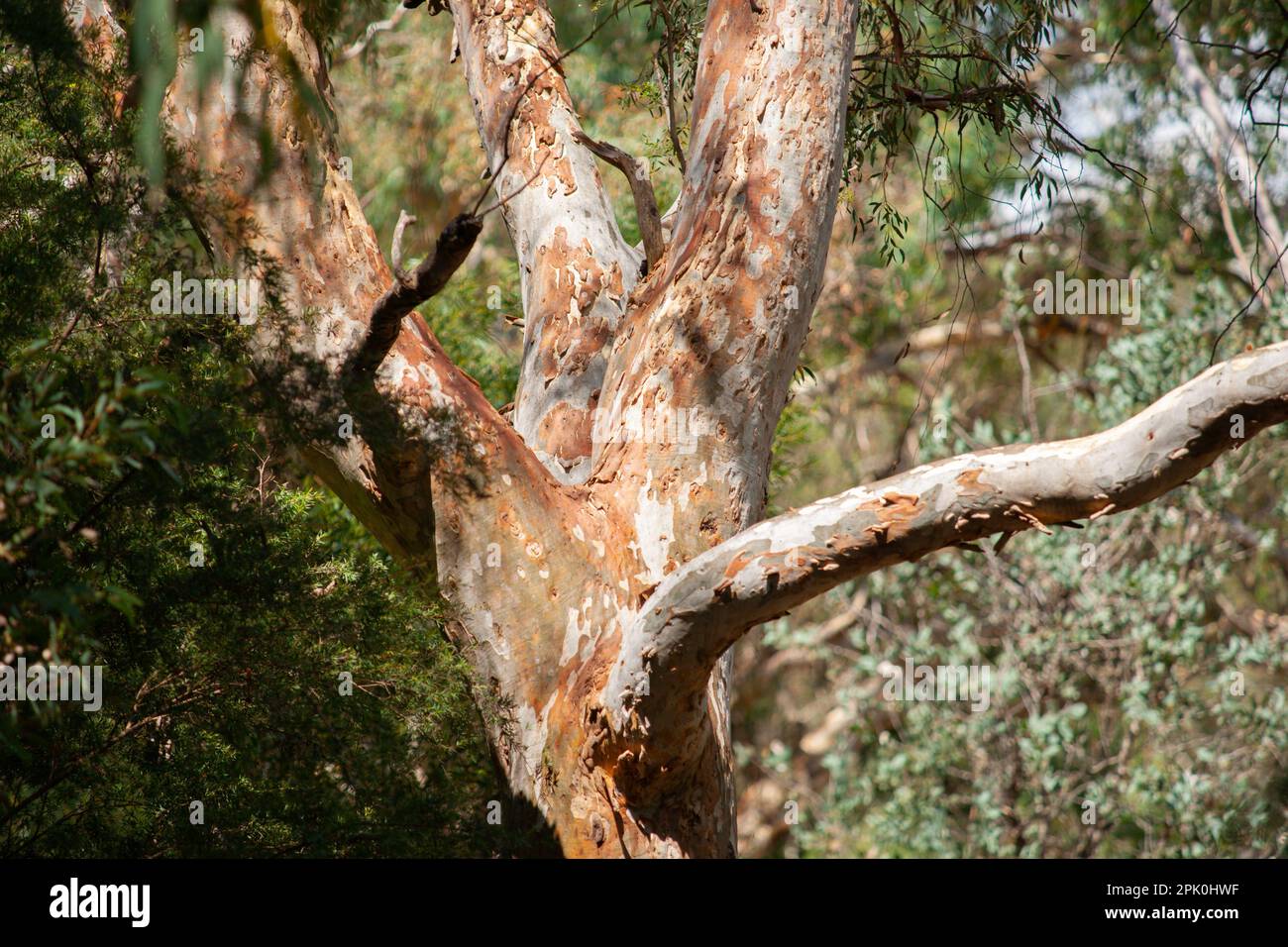 Patterns in bark on random shaped branches of eucalyptus tree in ...