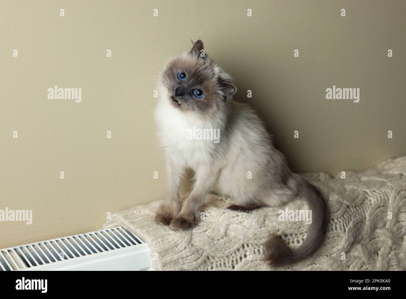 Cute Birman cat on radiator with knitted plaid indoors Stock Photo - Alamy