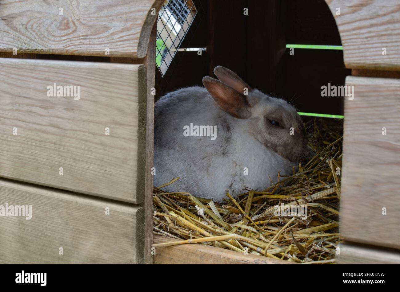Cute little rabbit resting in hutch on farm Stock Photo - Alamy