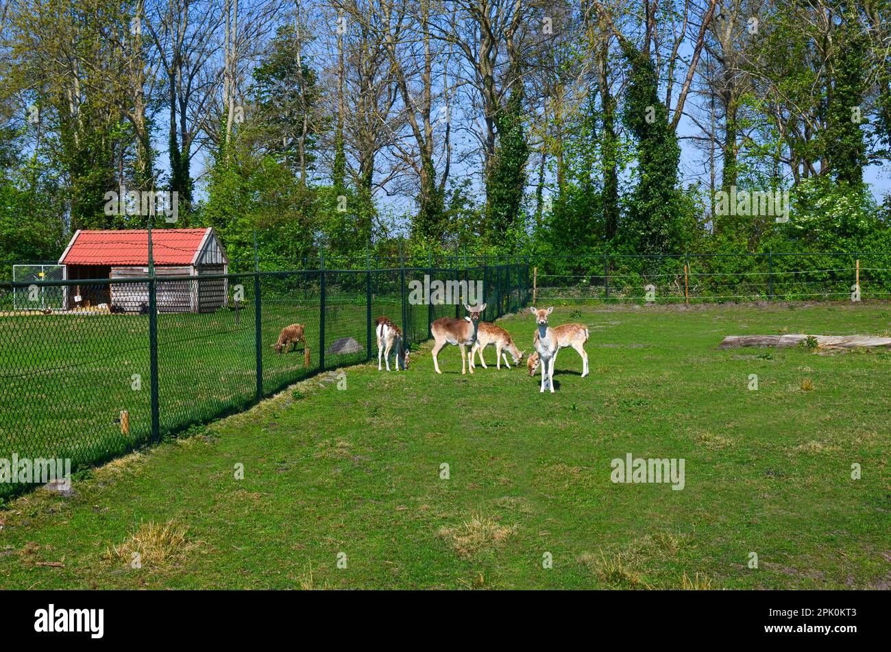 Cute fallow deer calves grazing on green lawn at farm Stock Photo - Alamy