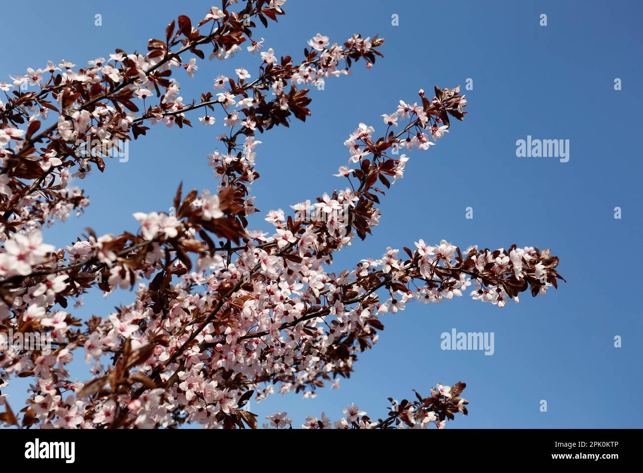 Branches of cherry tree with beautiful pink blossoms against blue sky ...