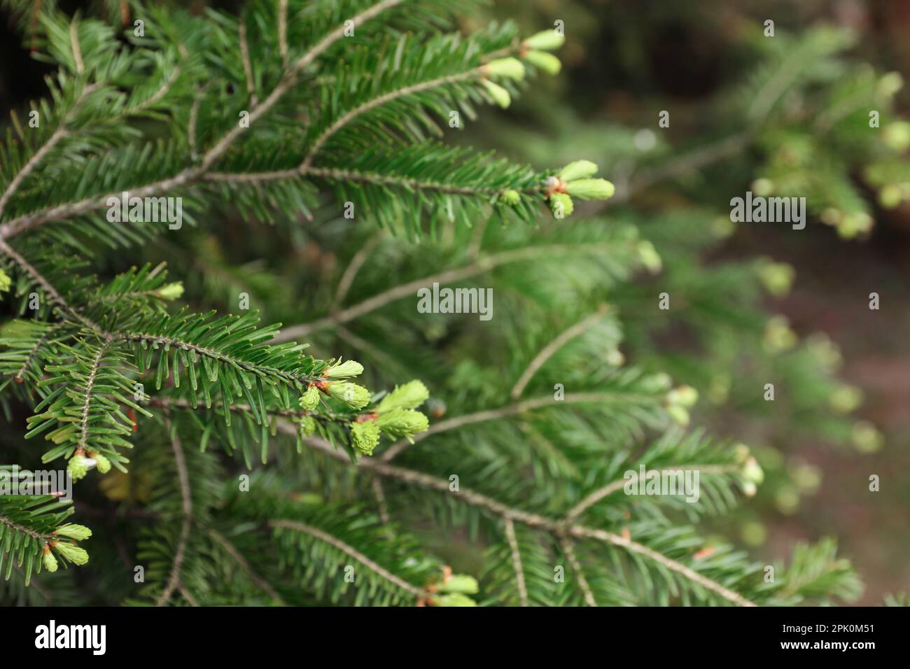 Green branches of beautiful conifer tree outdoors, closeup Stock Photo ...