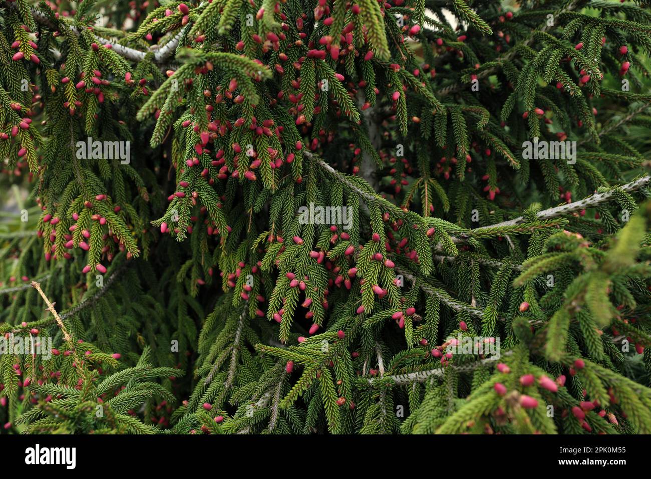 Beautiful conifer tree hi-res stock photography and images - Alamy