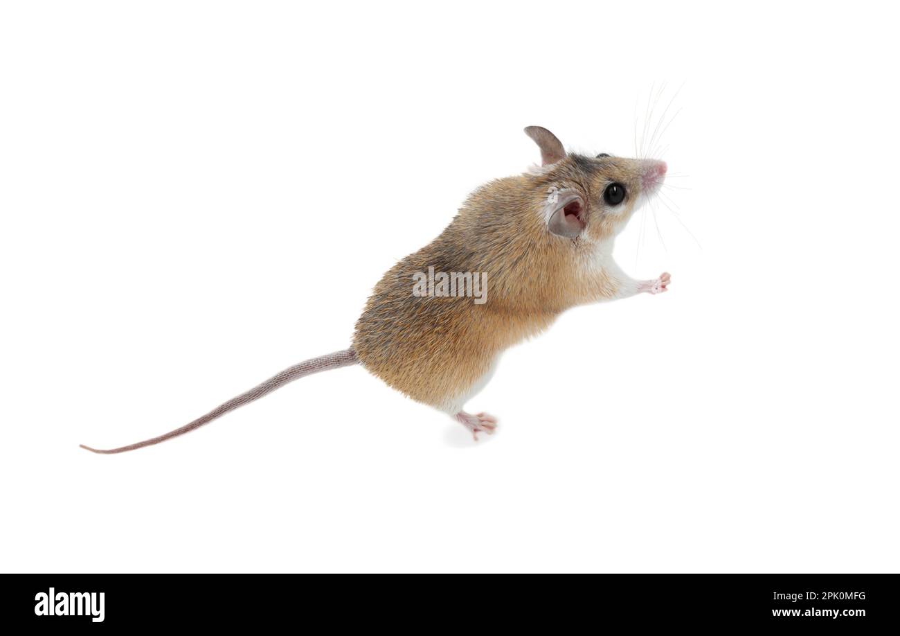 Small cute spiny mouse on white background Stock Photo - Alamy