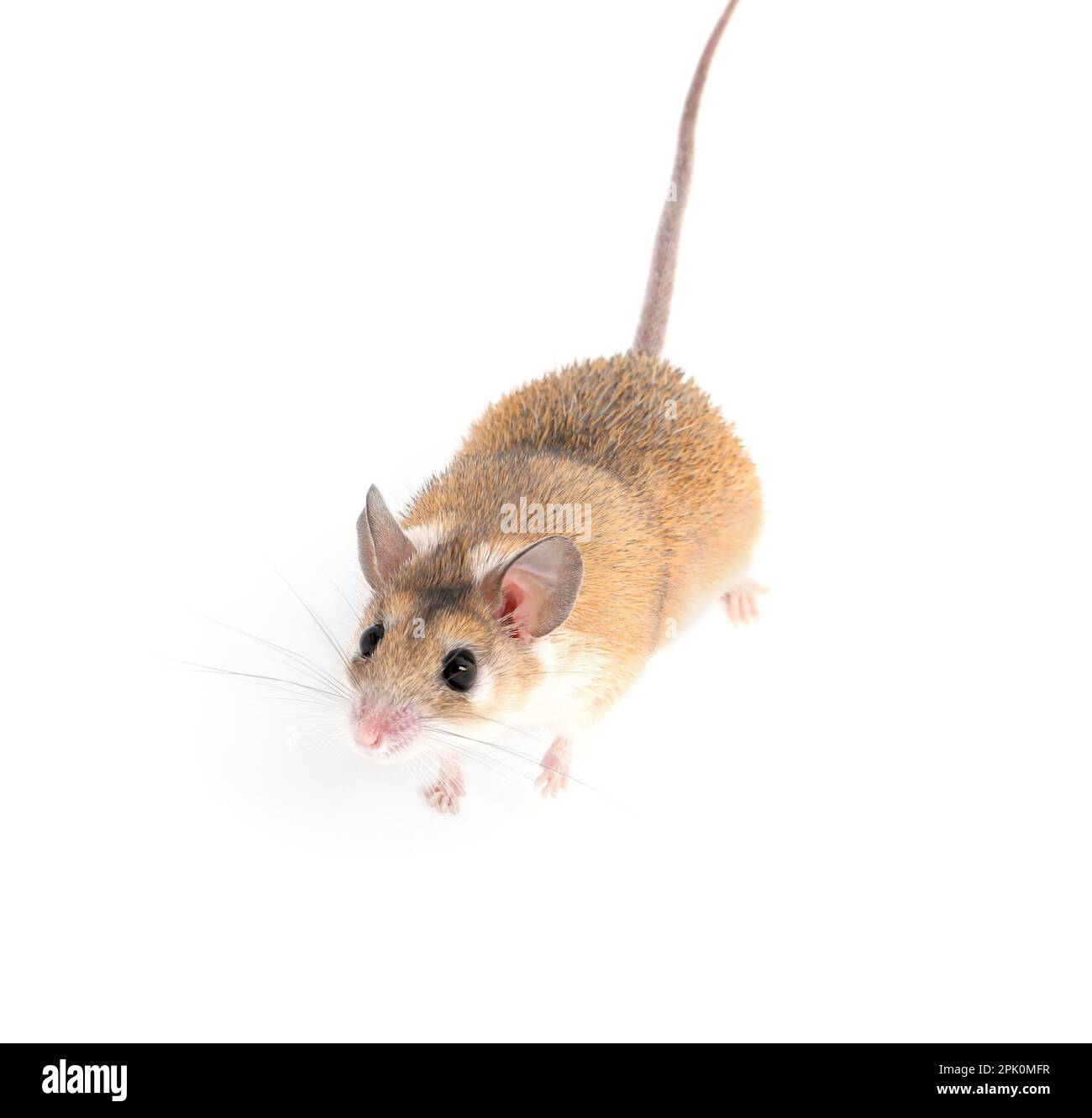 Small cute spiny mouse on white background Stock Photo - Alamy