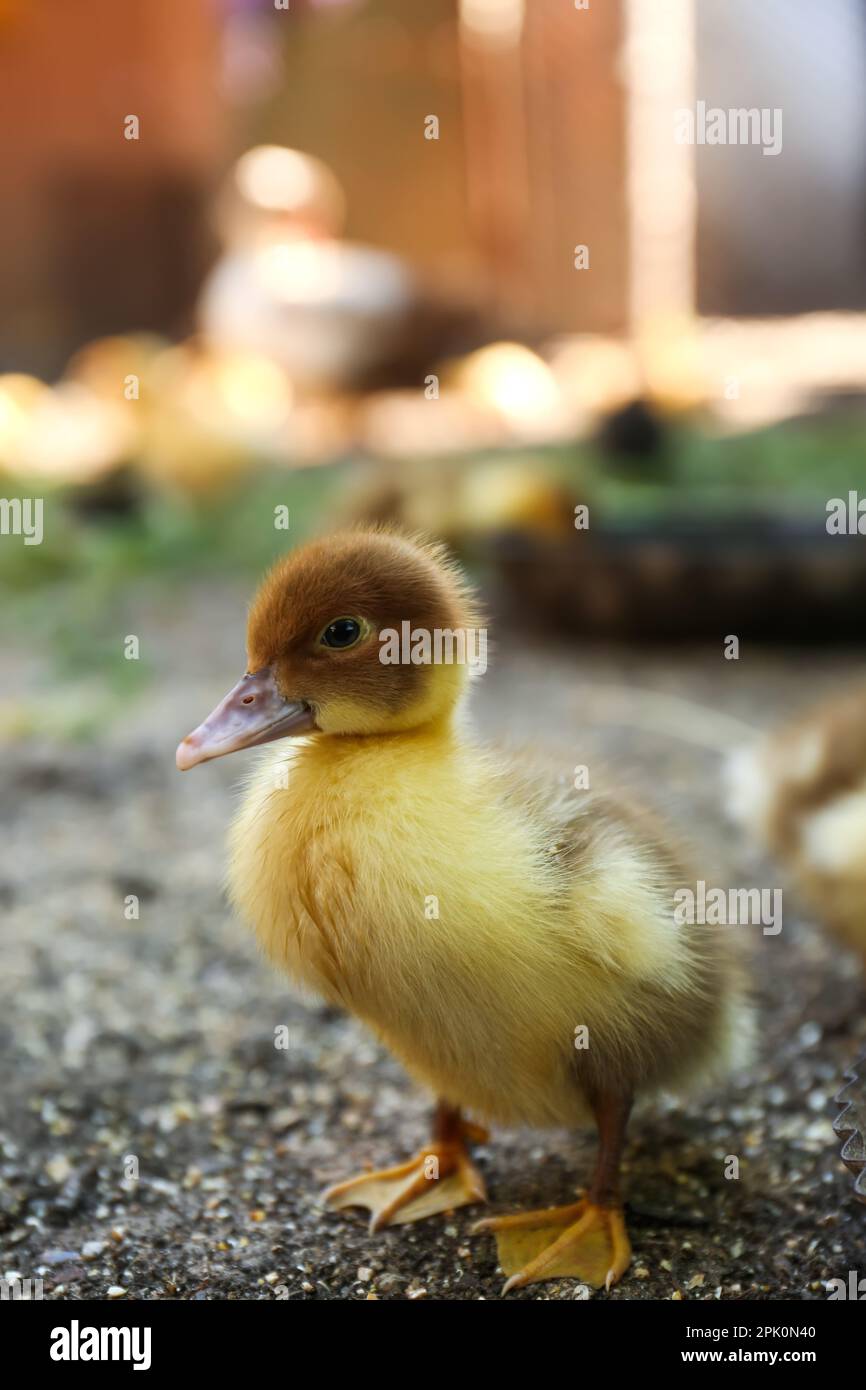 One cute fluffy duckling in yard, space for text Stock Photo - Alamy