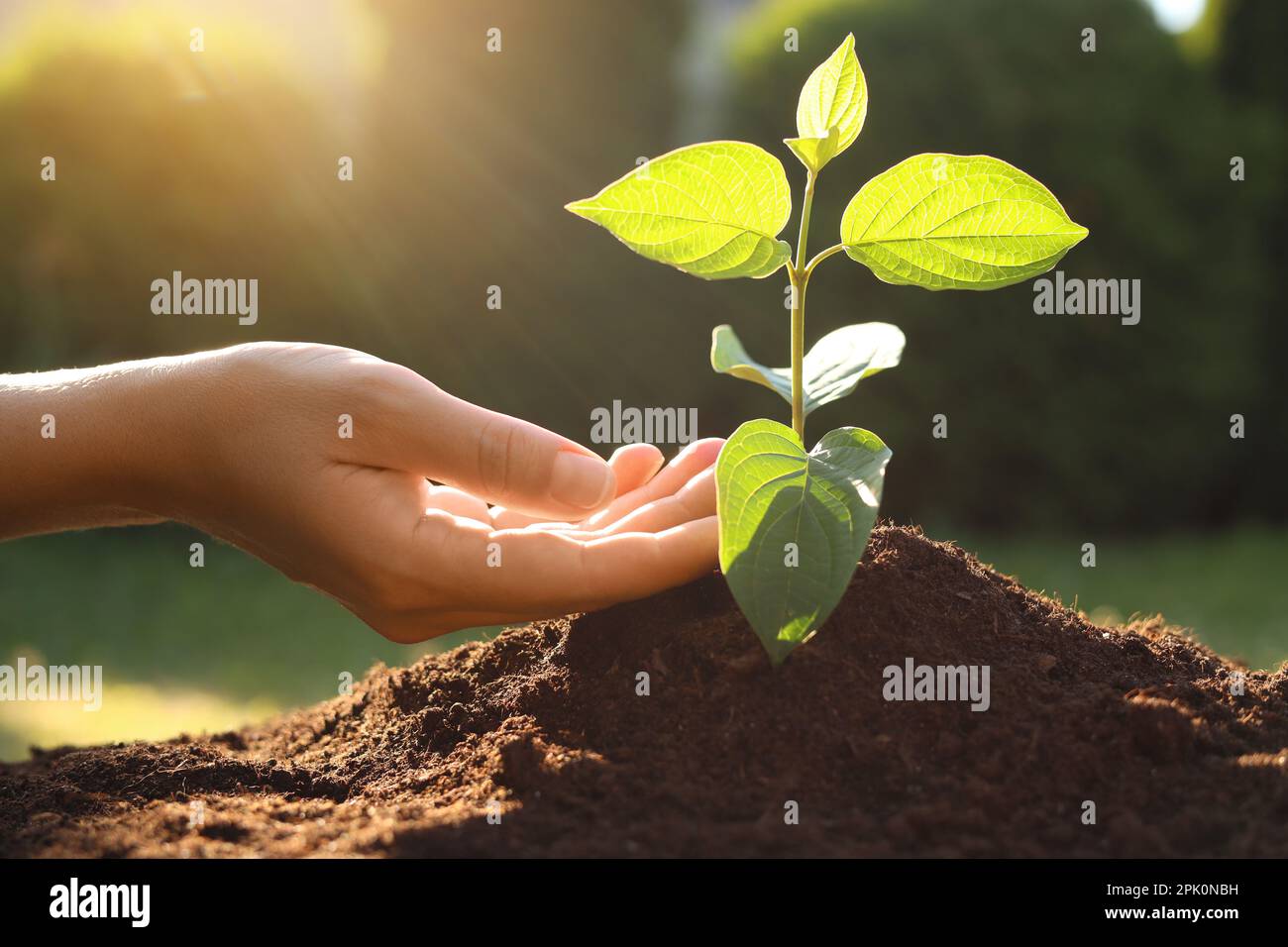 Woman taking care of beautiful green seedling in soil outdoors, closeup ...