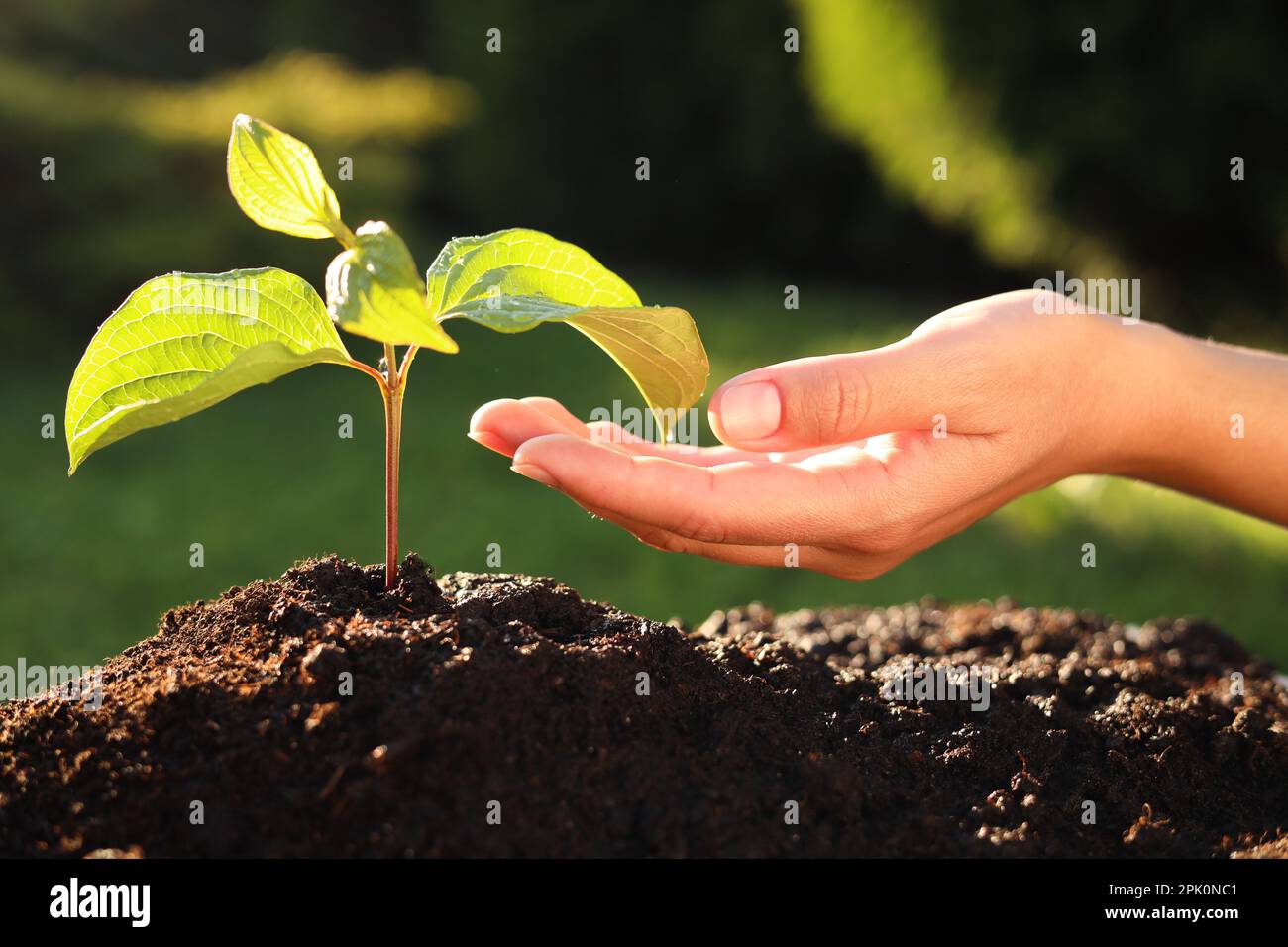 Woman taking care of beautiful green seedling in soil outdoors, closeup ...