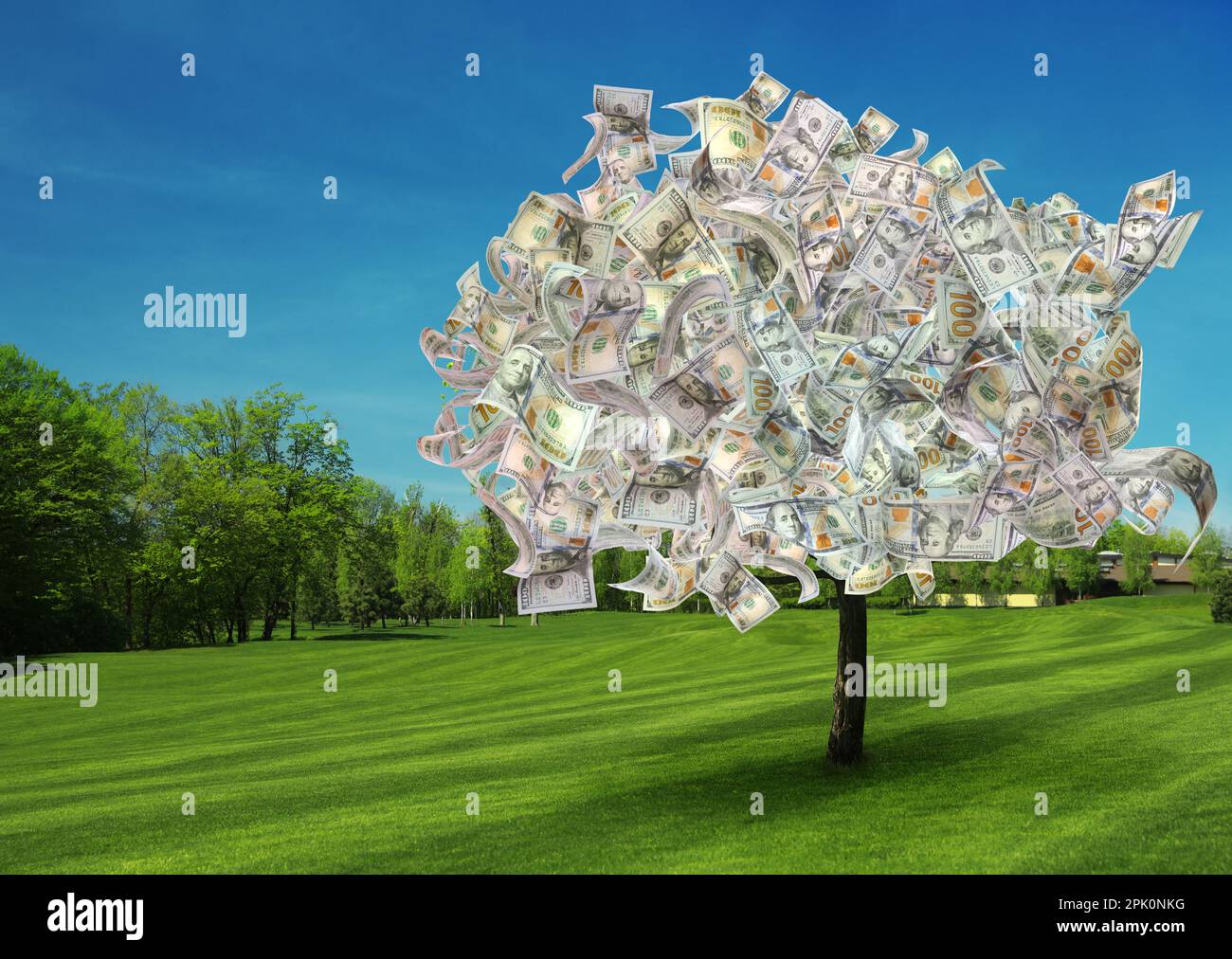Money tree on green lawn in park. Concept of financial growth and ...
