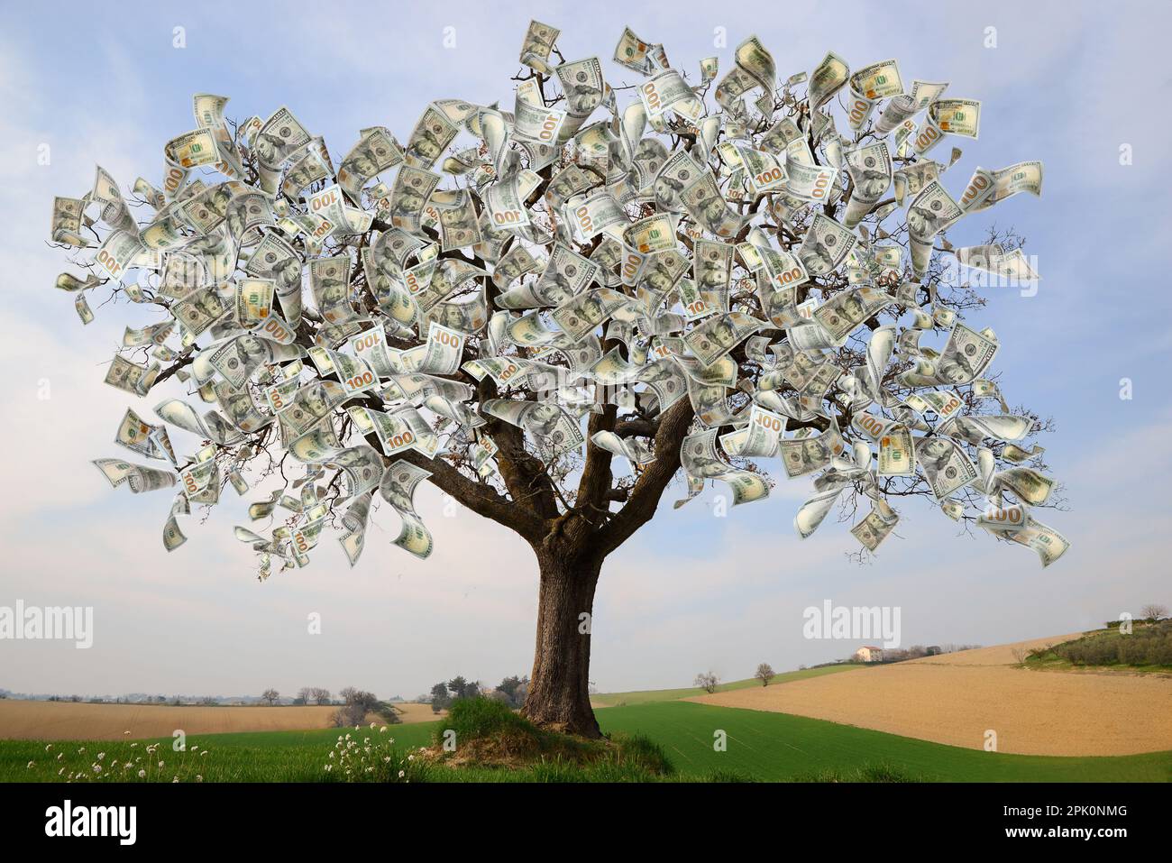 Money Tree Outdoors