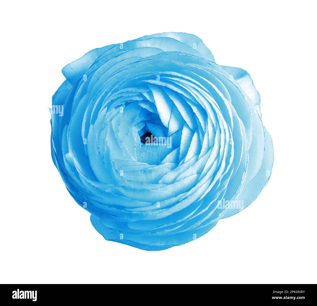 Beautiful light blue ranunculus flower on white background Stock Photo ...